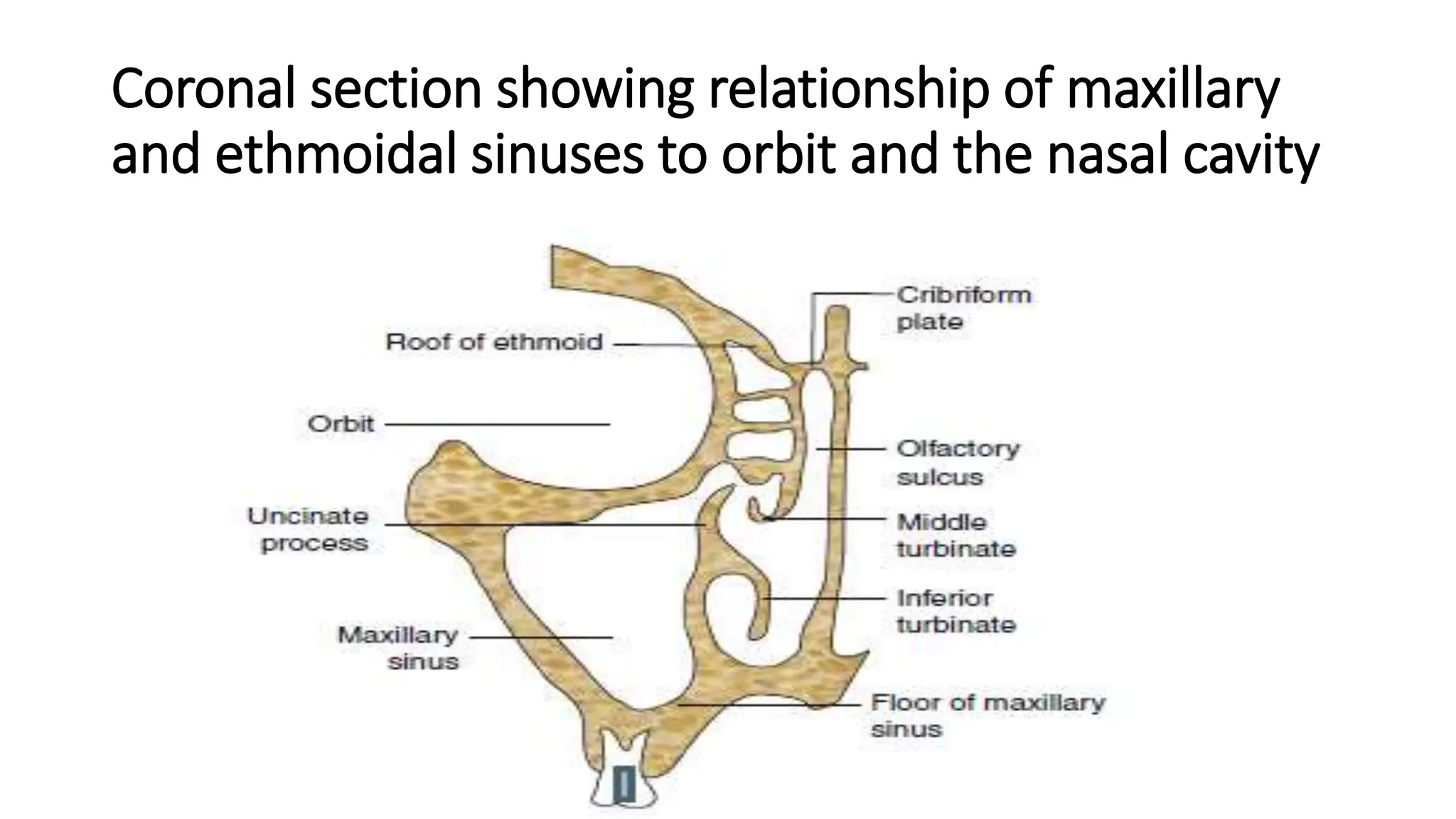 Anatomy of para nasal sinuses, management of sinusitis.pptx