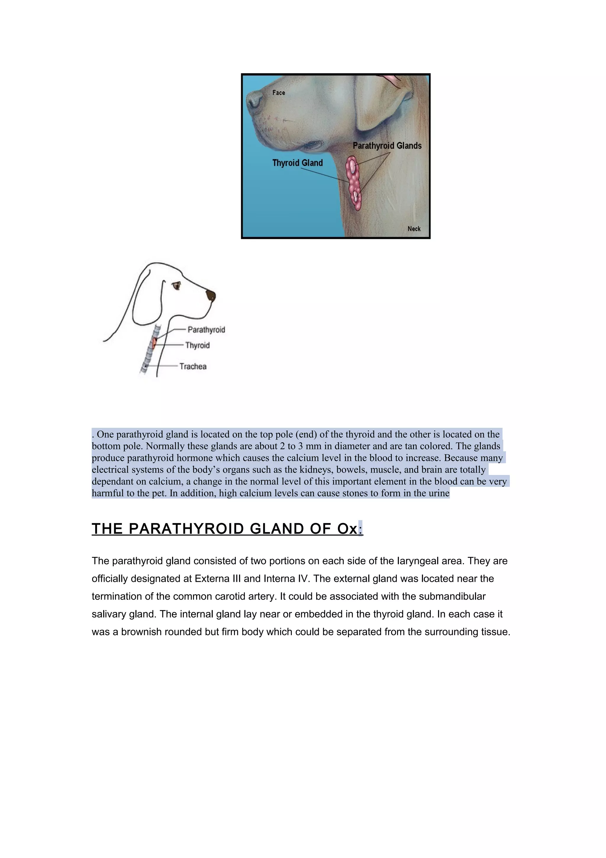 Anatomy of parathyroid of dog | PDF