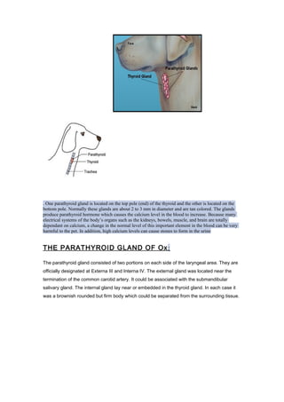 Anatomy of parathyroid of dog | PDF