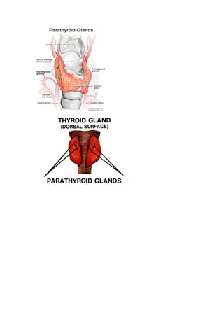 Anatomy of parathyroid of dog | DOC