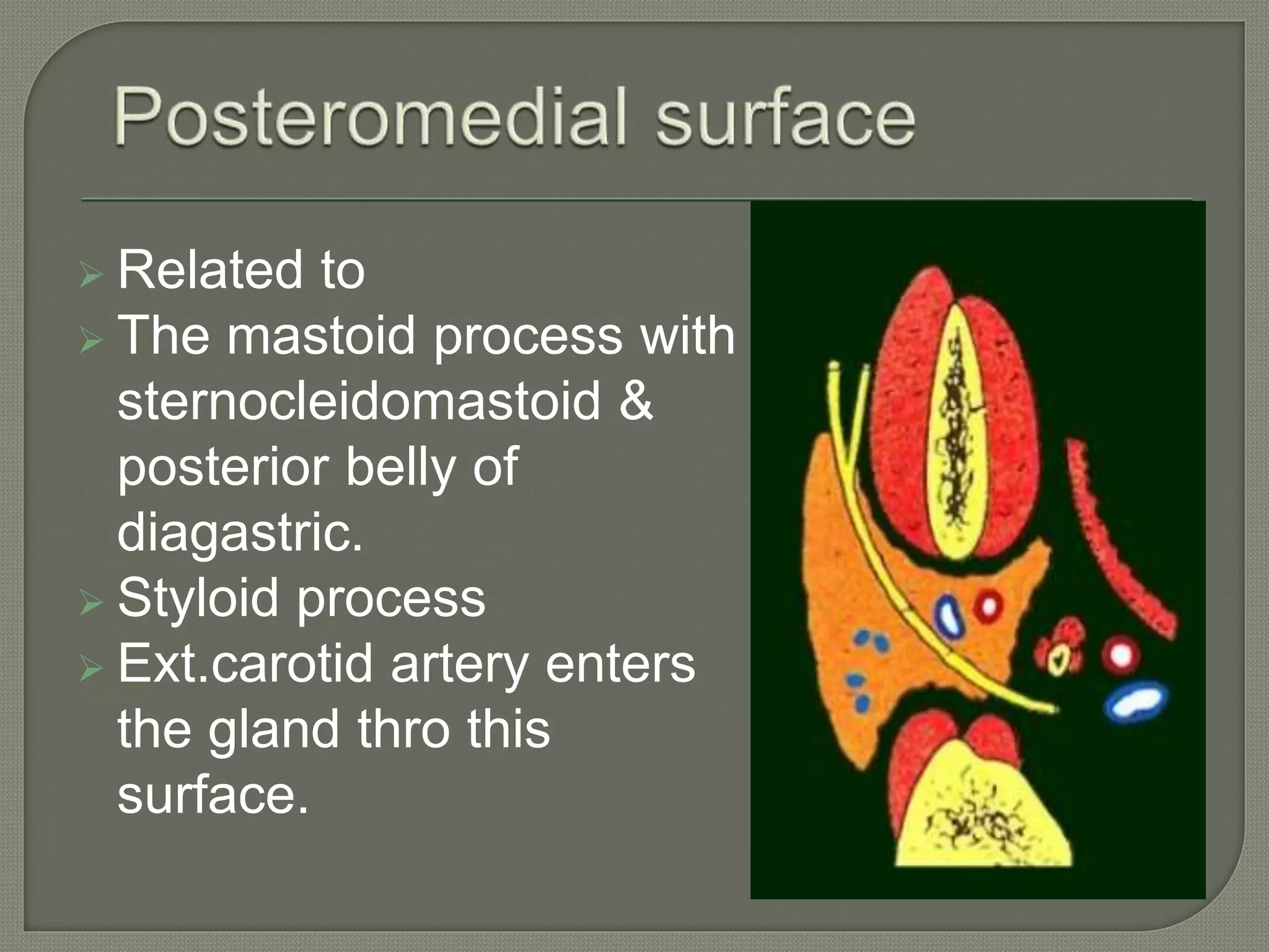 Anatomy of parotid gland | PPTX
