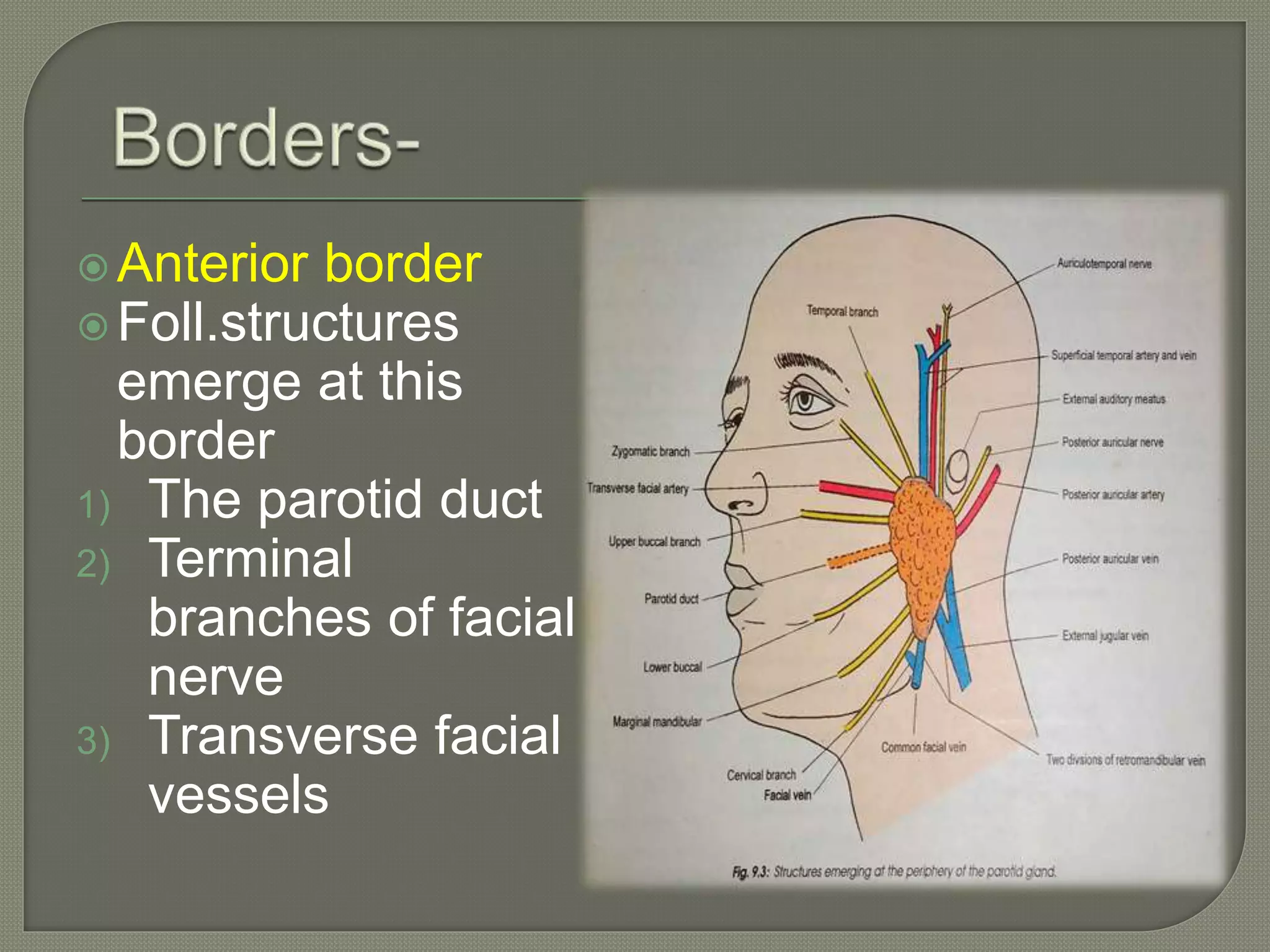 Anatomy of parotid gland | PPTX