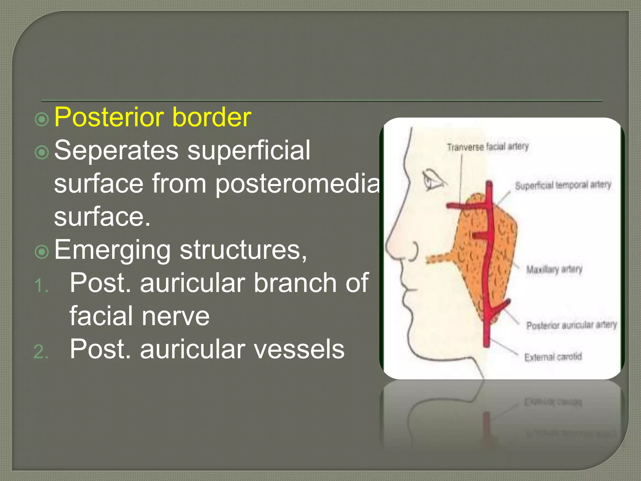 Anatomy of parotid gland | PPTX