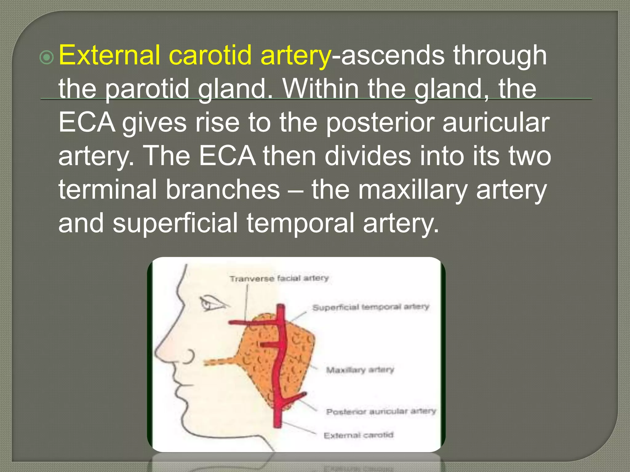 Anatomy of parotid gland | PPTX