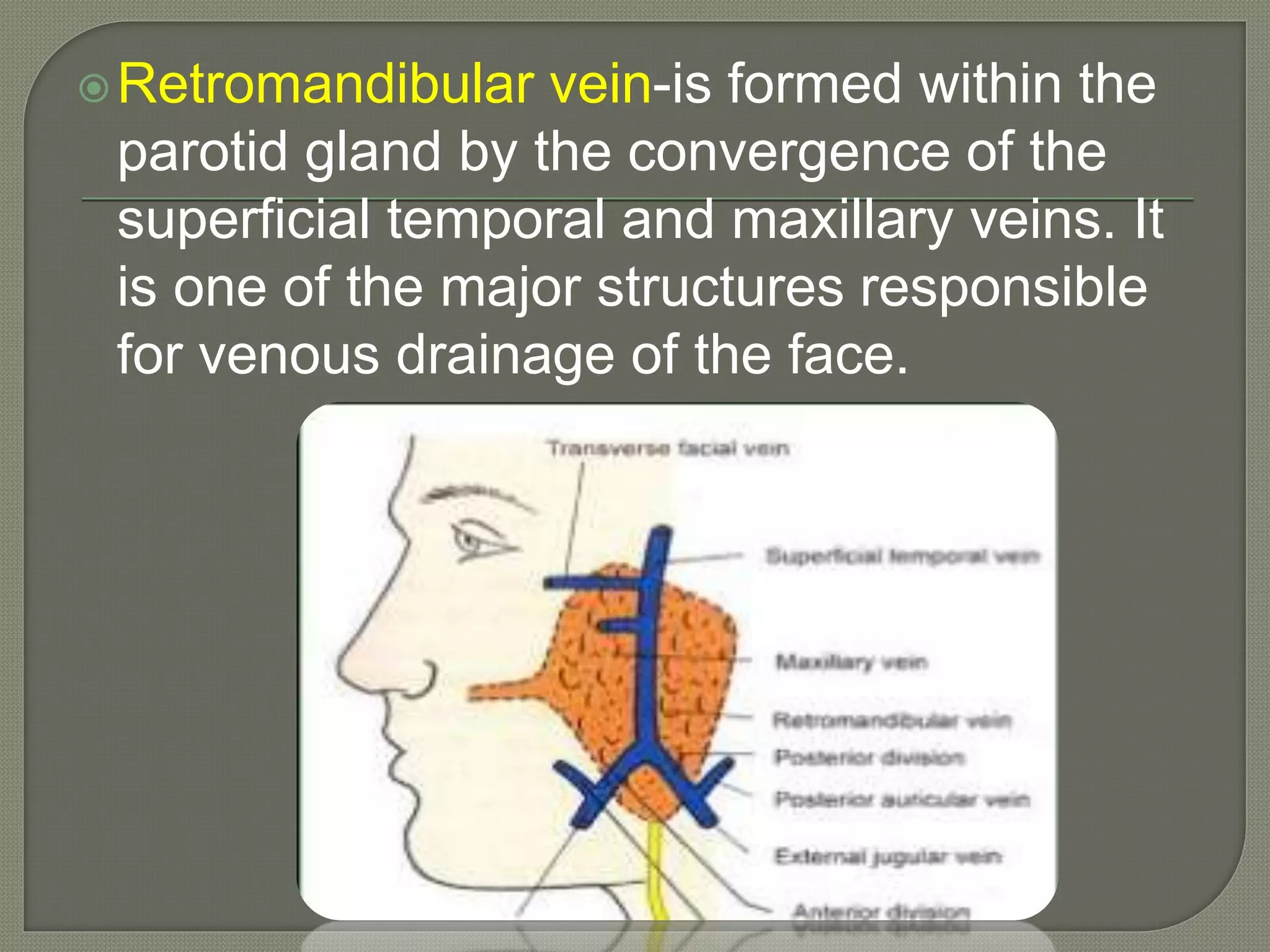 Anatomy of parotid gland | PPTX