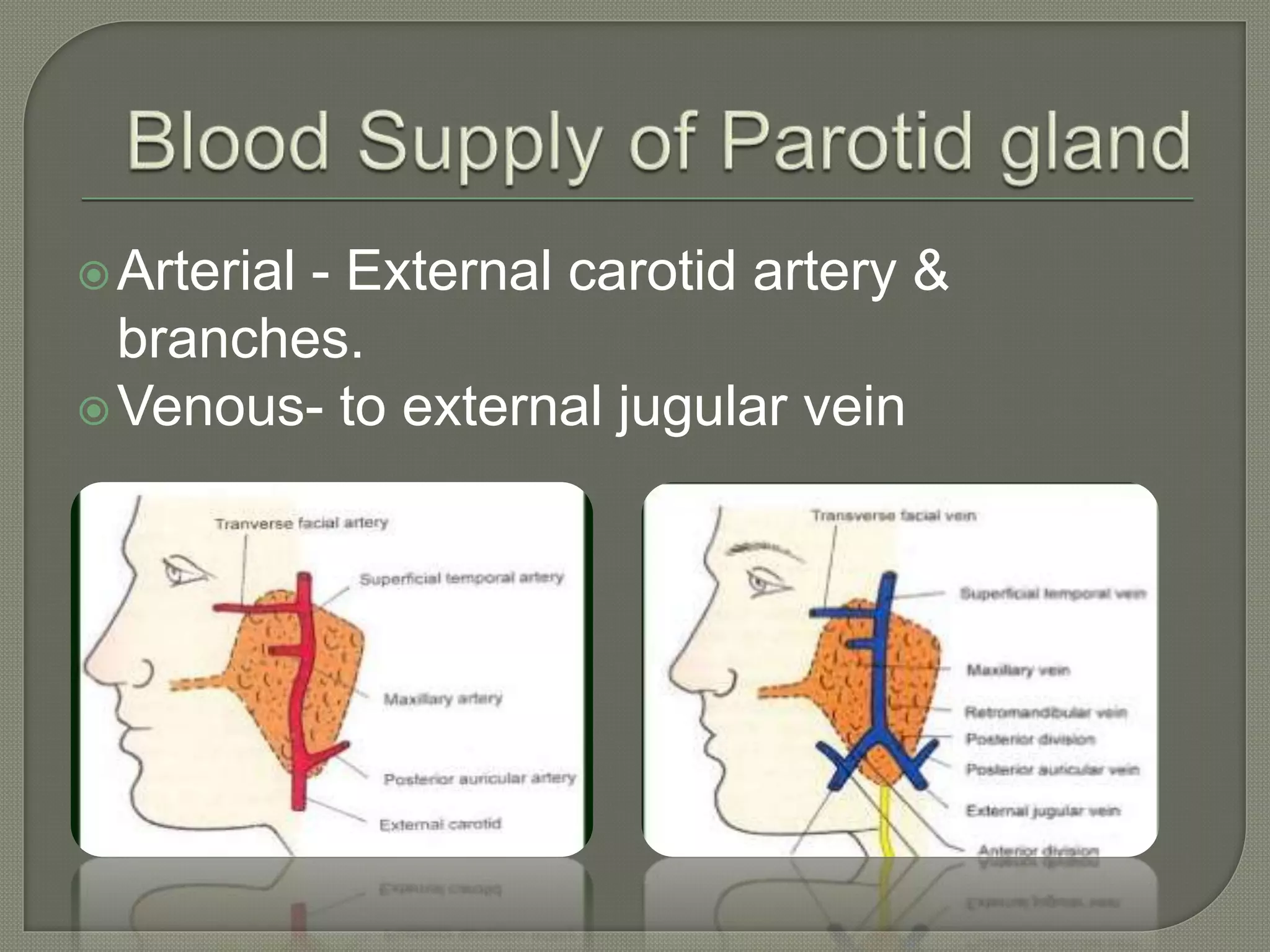 Anatomy of parotid gland | PPTX