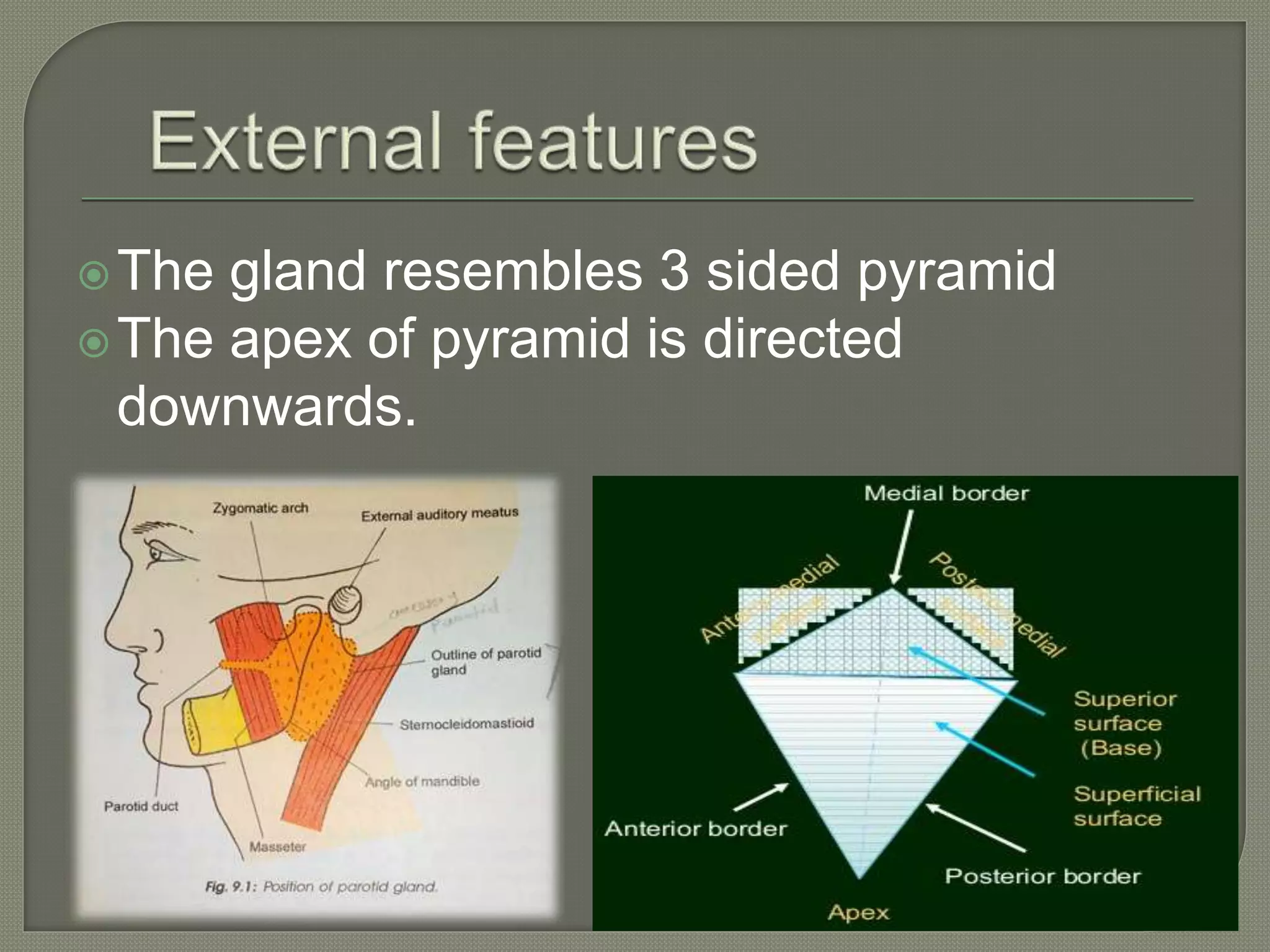 Anatomy of parotid gland | PPTX