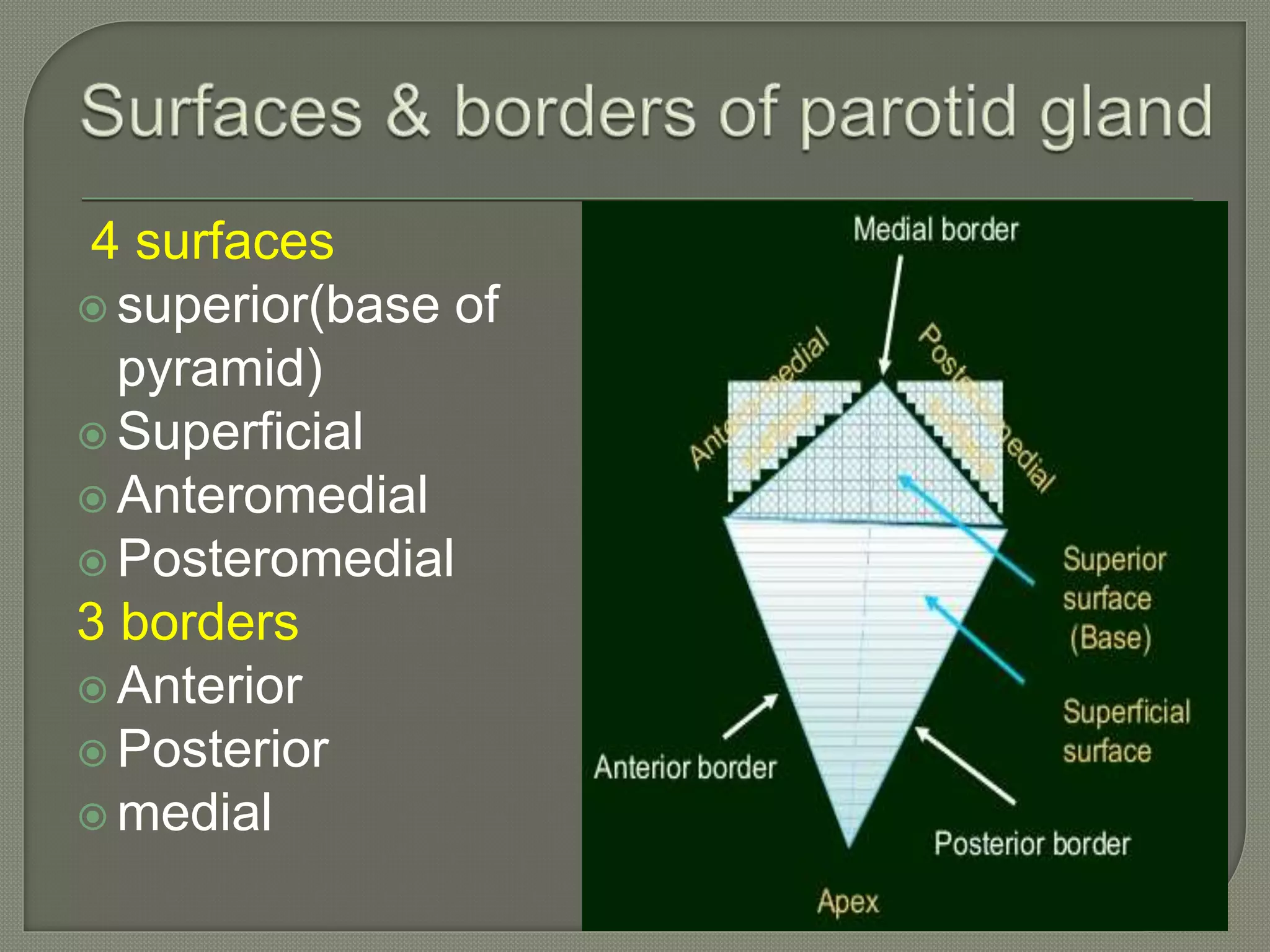 Anatomy of parotid gland | PPTX
