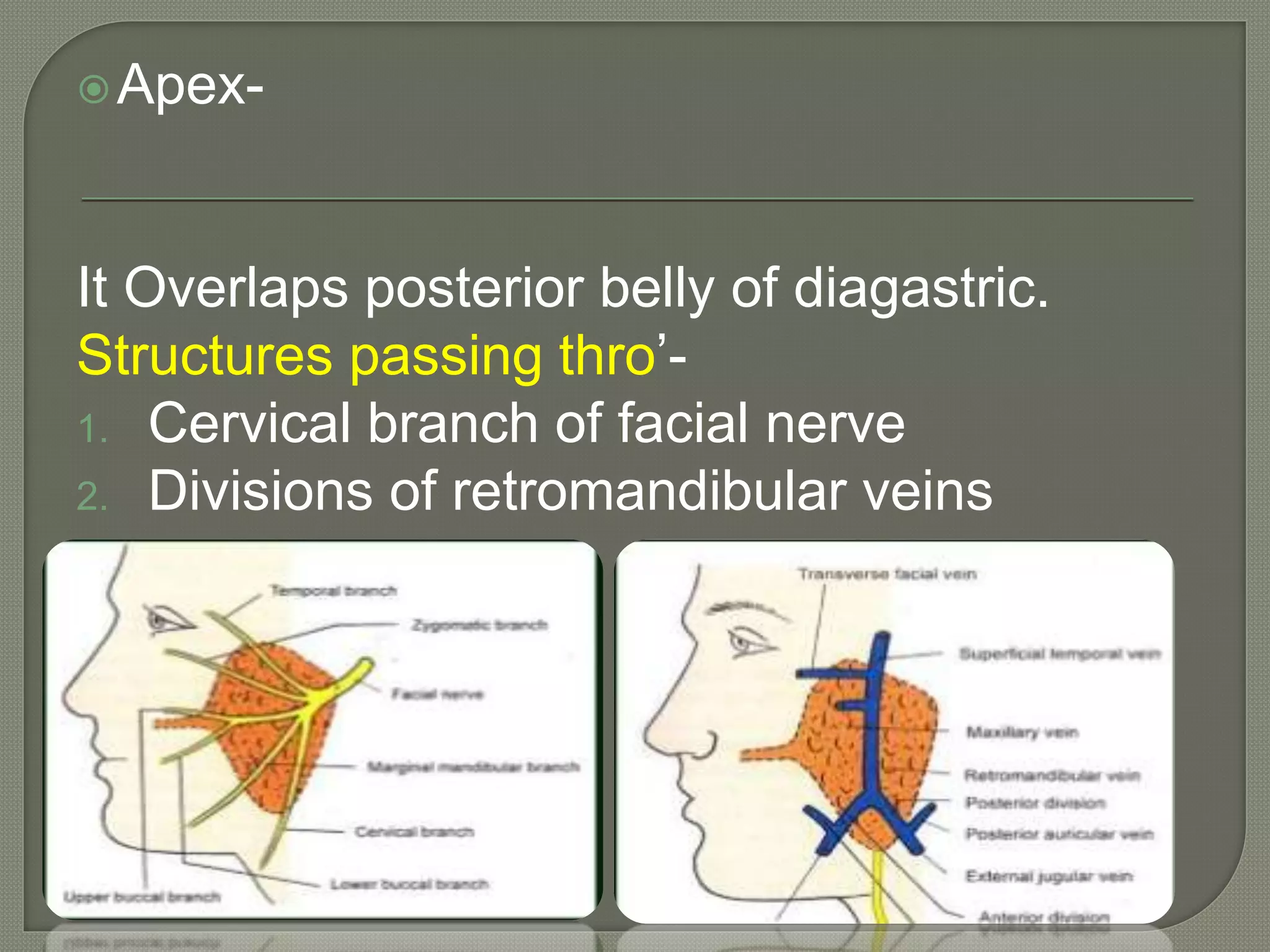 Anatomy of parotid gland | PPTX