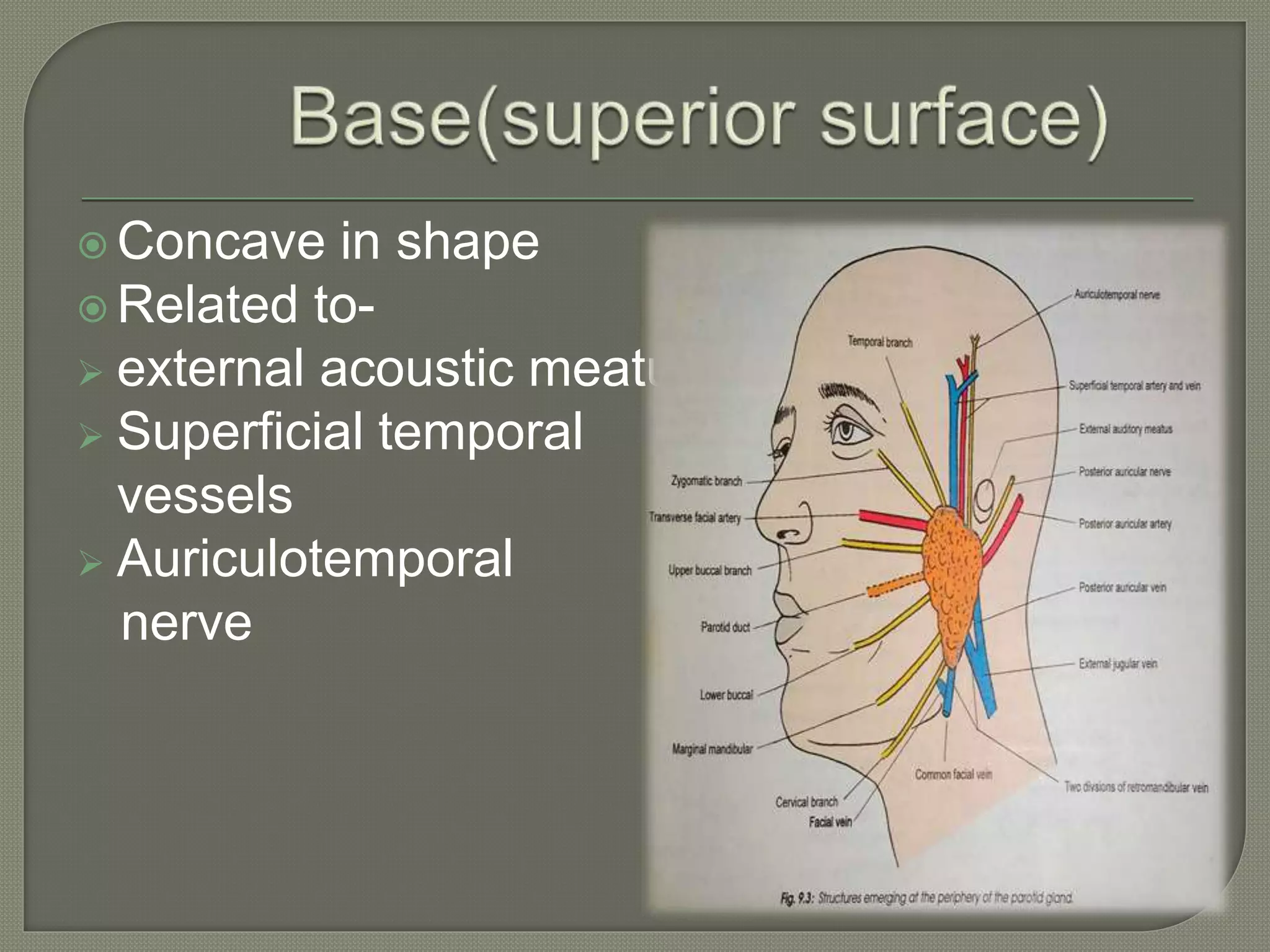 Anatomy of parotid gland | PPTX