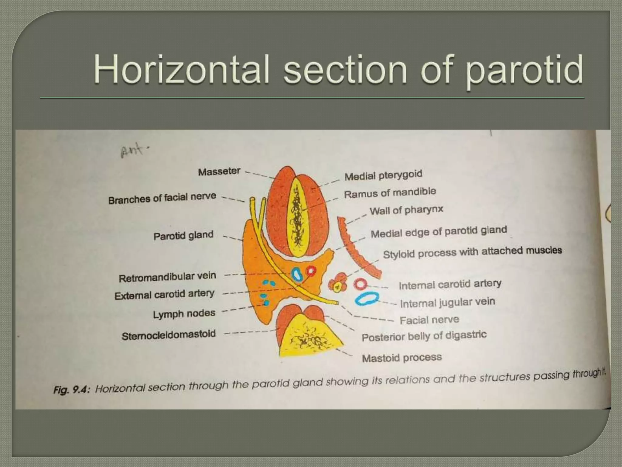 Anatomy of parotid gland | PPTX