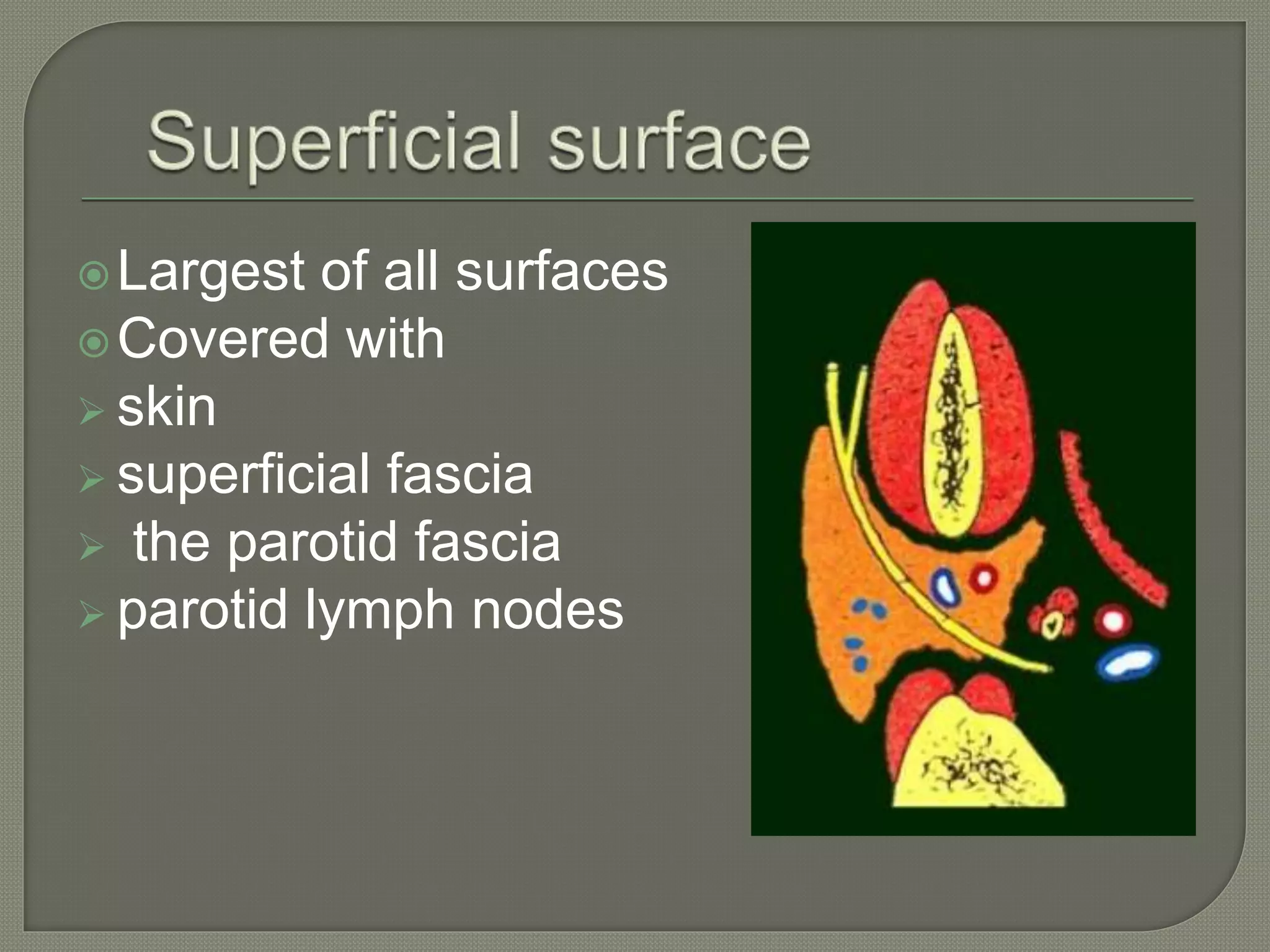 Anatomy Of Parotid Gland Ppt