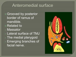 Anatomy of parotid gland | PPTX