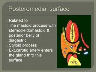 Anatomy of parotid gland | PPTX