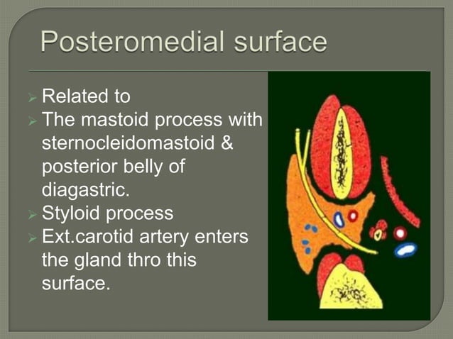 Anatomy Of Parotid Gland Ppt