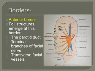 Anatomy of parotid gland | PPTX