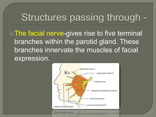 Anatomy of parotid gland | PPTX