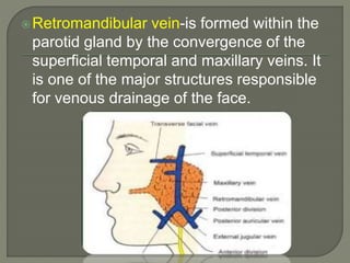 Anatomy of parotid gland | PPTX