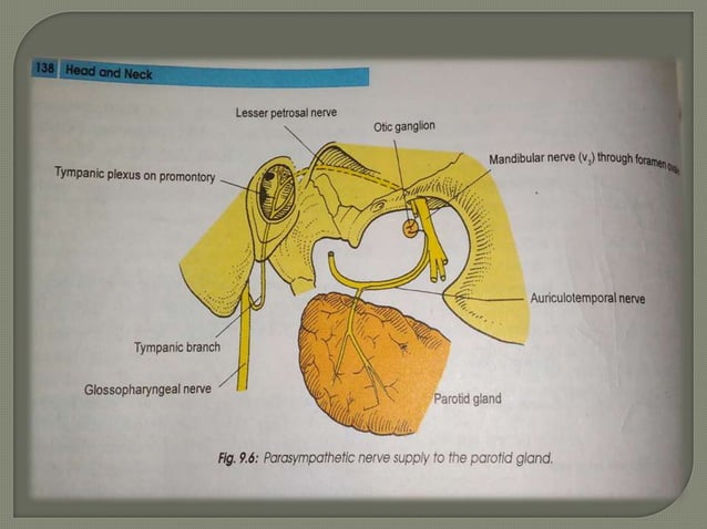 Anatomy of parotid gland | PPTX