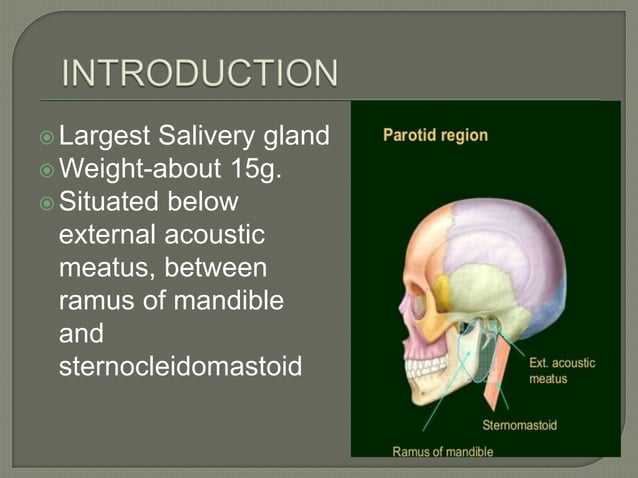 Anatomy of parotid gland | PPTX