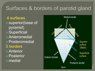 Anatomy of parotid gland | PPTX