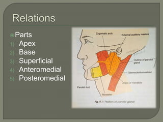 Anatomy of parotid gland | PPTX
