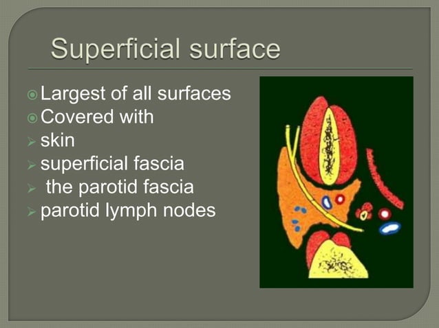Anatomy of parotid gland | PPTX