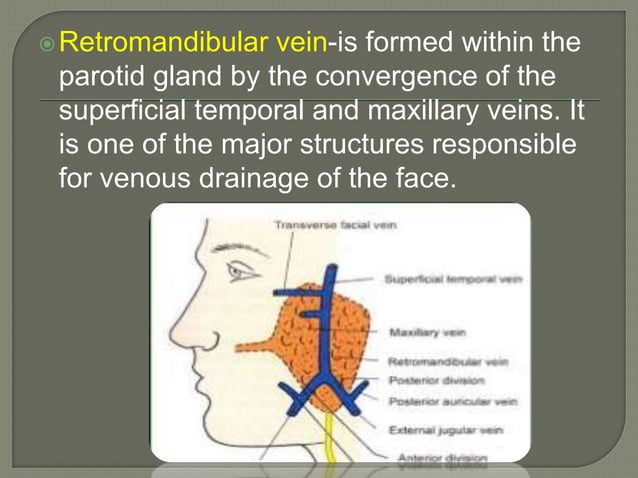 Anatomy of parotid gland