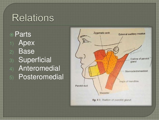 Anatomy of parotid gland