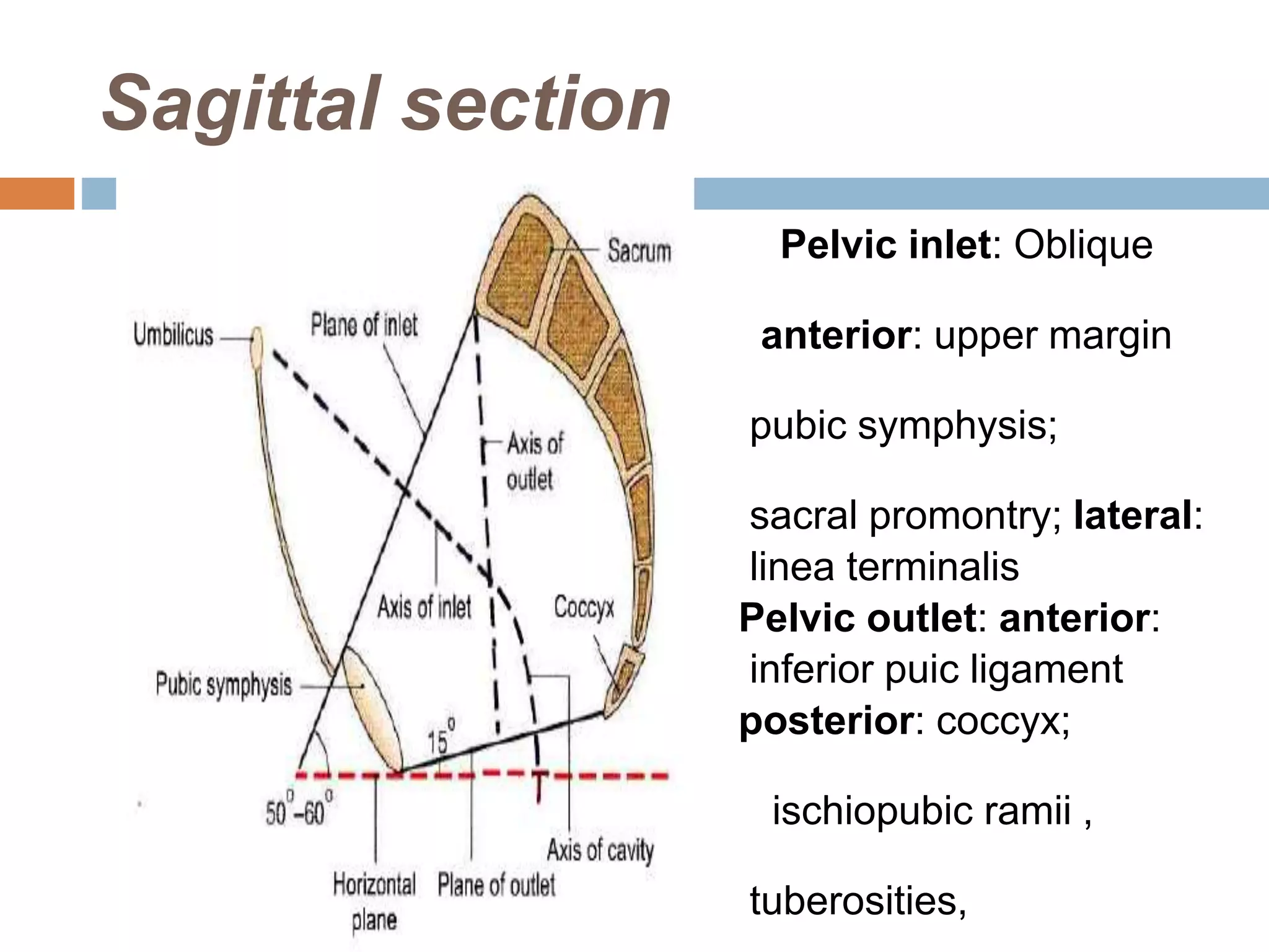 Anatomy of pelvic floor,perineum,perineal pouches and its fascia | PPTX