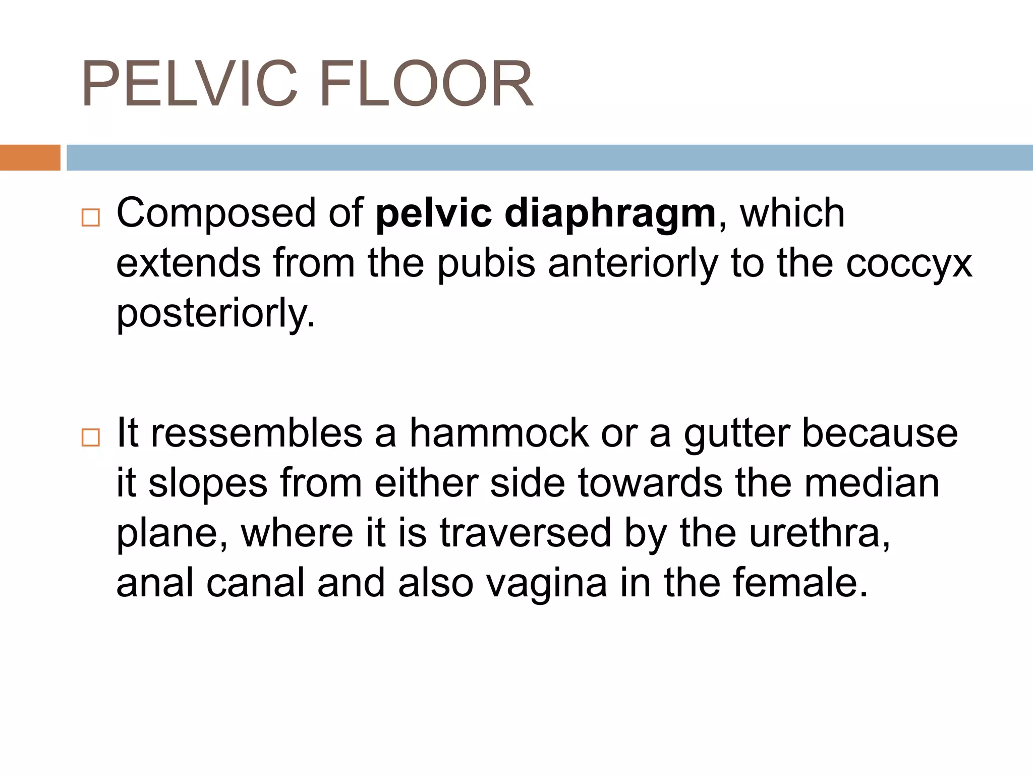 Anatomy of pelvic floor,perineum,perineal pouches and its fascia | PPTX