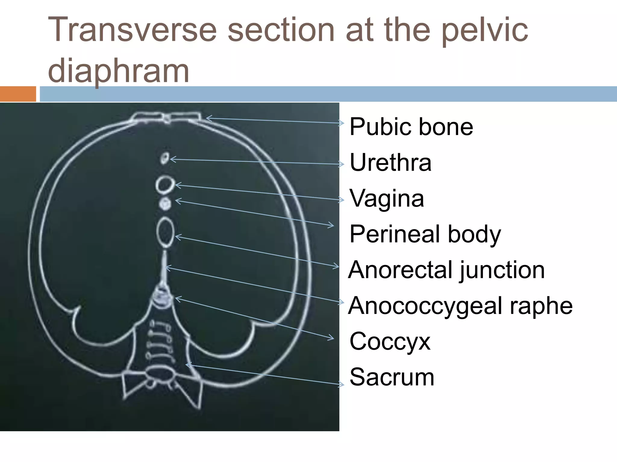 Anatomy of pelvic floor,perineum,perineal pouches and its fascia | PPTX