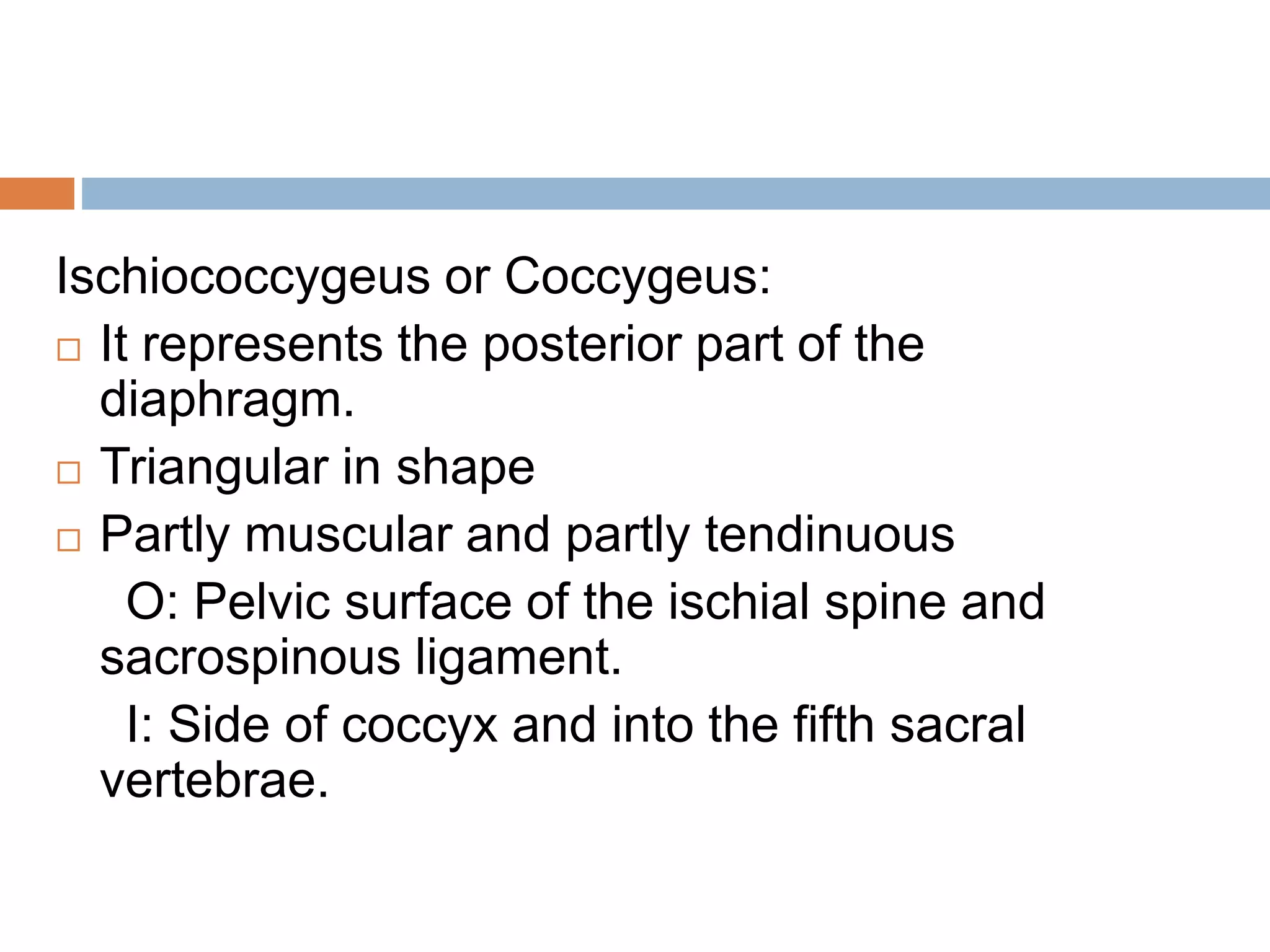 Anatomy of pelvic floor,perineum,perineal pouches and its fascia | PPTX