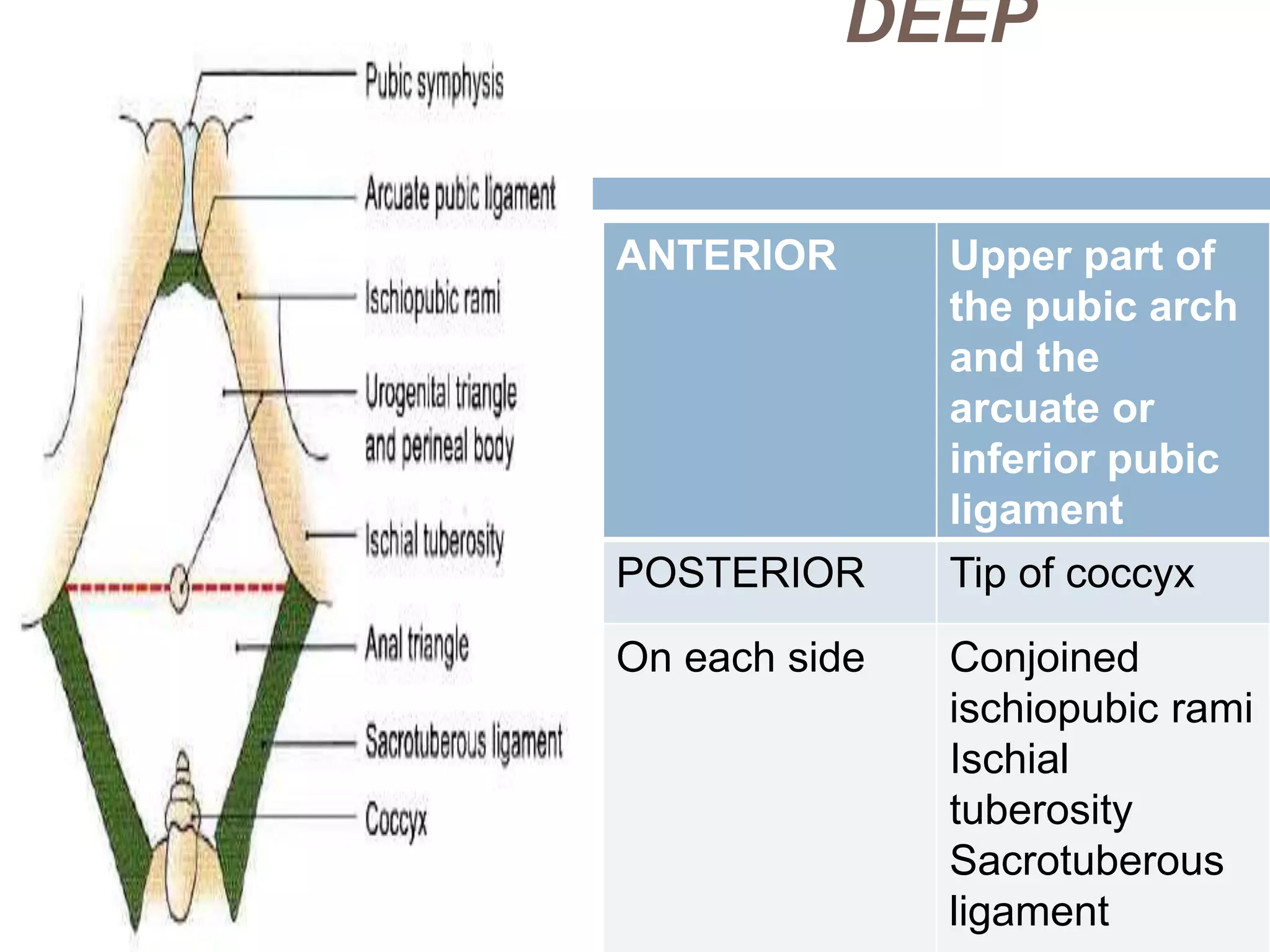 Anatomy of pelvic floor,perineum,perineal pouches and its fascia | PPTX