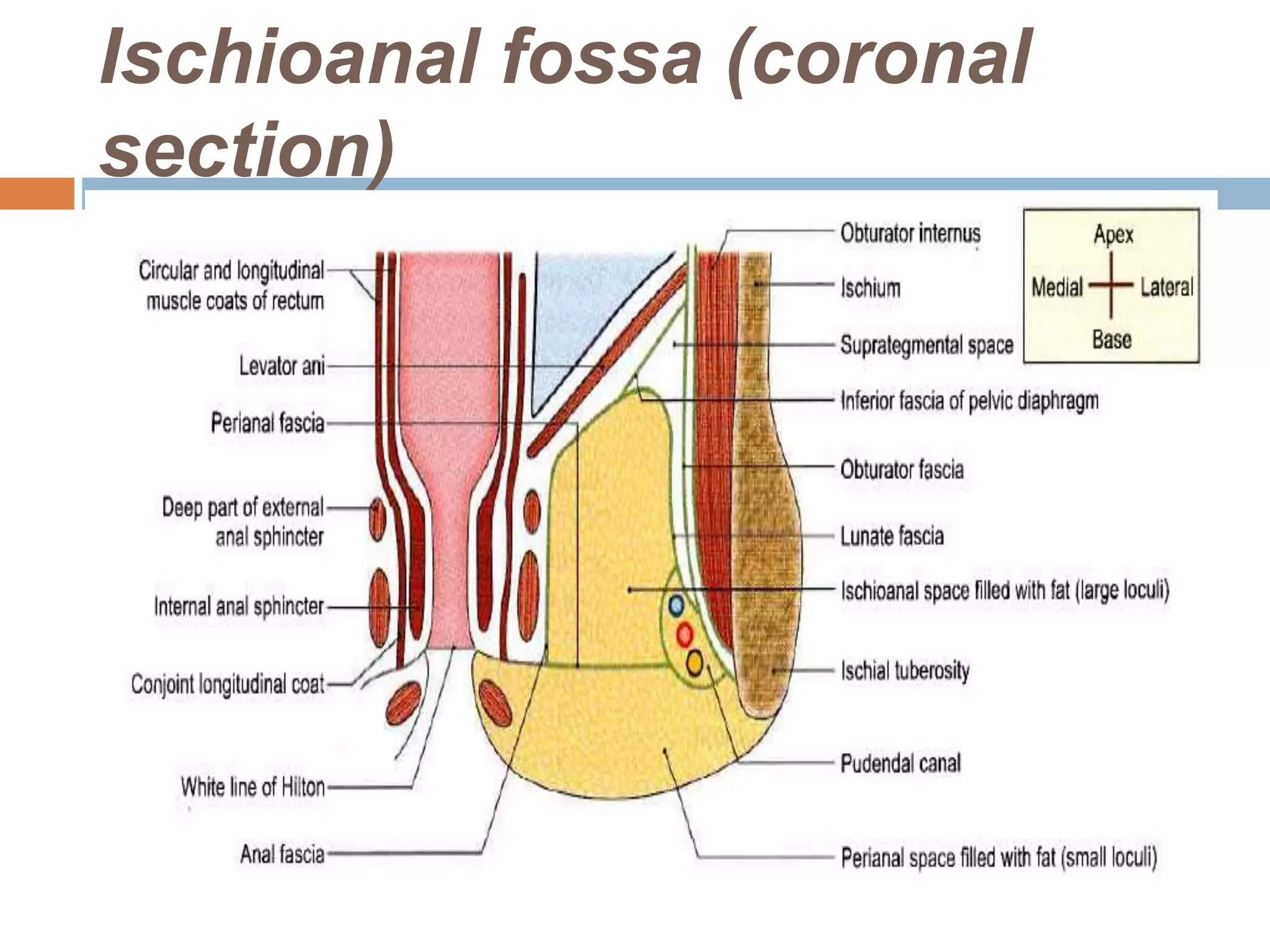 Anatomy of pelvic floor,perineum,perineal pouches and its fascia | PPTX