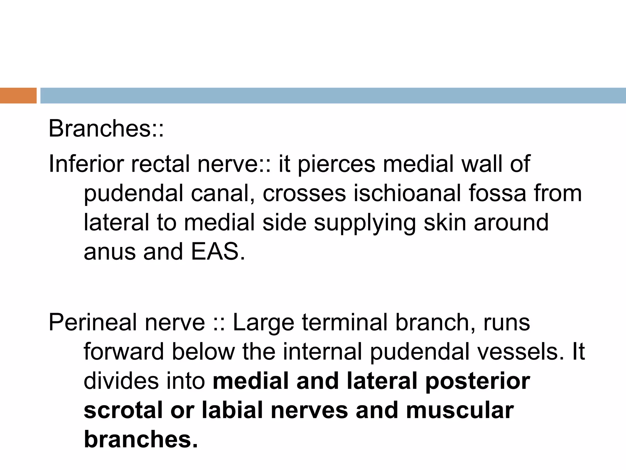Anatomy of pelvic floor,perineum,perineal pouches and its fascia | PPTX