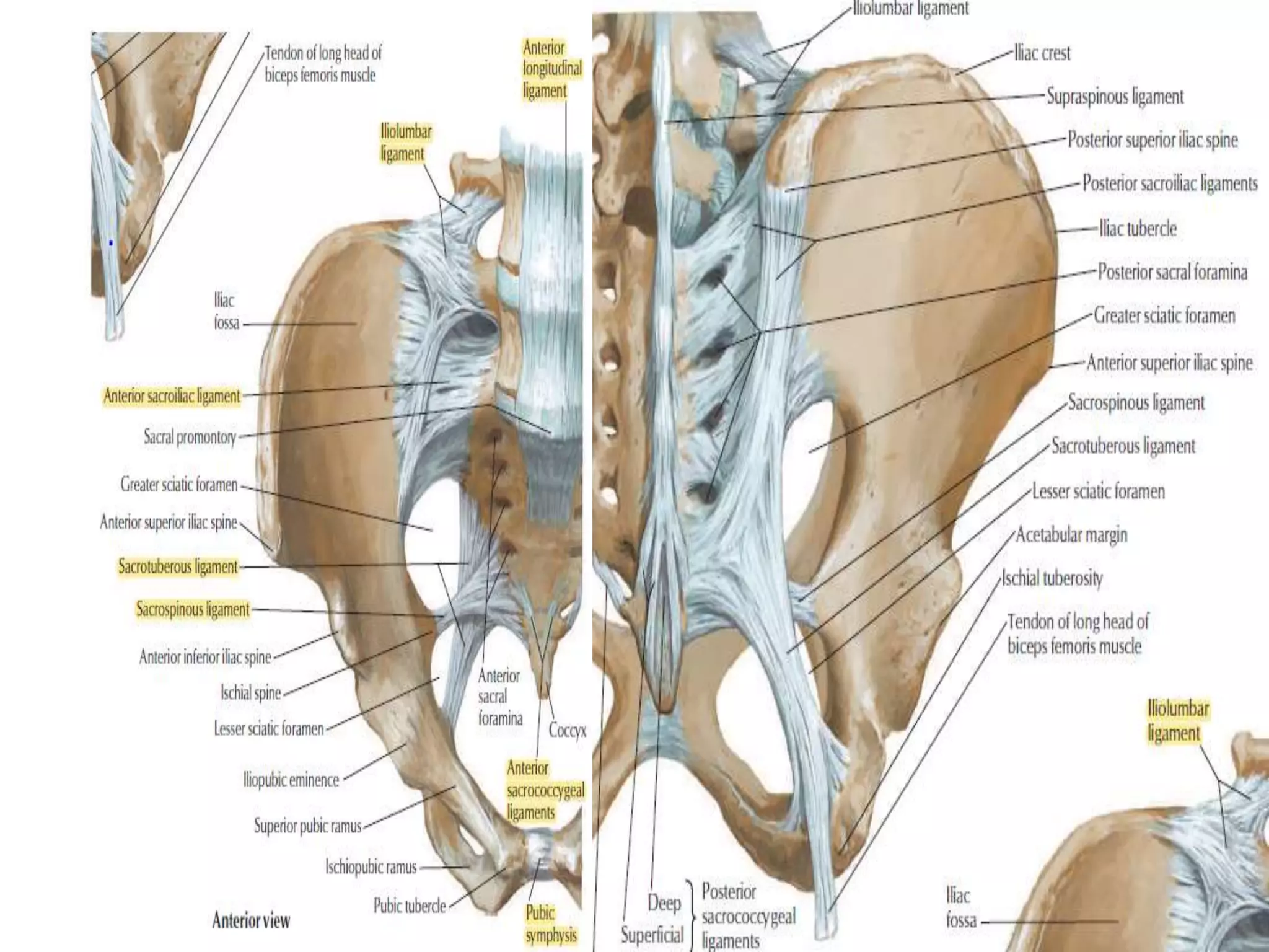 Anatomy of pelvic floor,perineum,perineal pouches and its fascia | PPTX