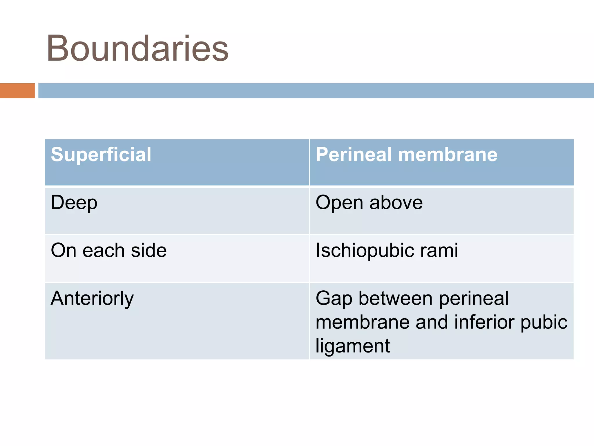 Anatomy of pelvic floor,perineum,perineal pouches and its fascia | PPTX