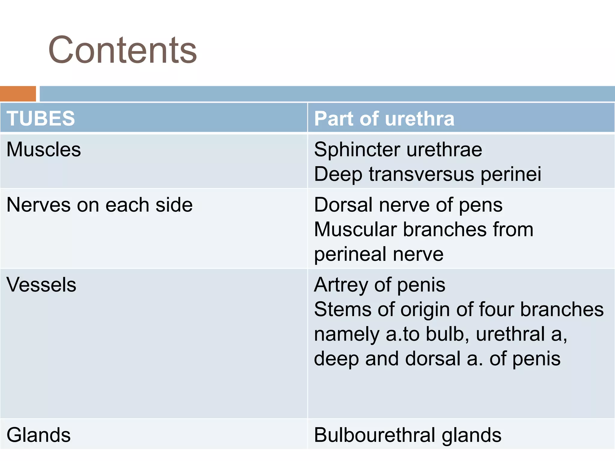 Anatomy of pelvic floor,perineum,perineal pouches and its fascia | PPTX