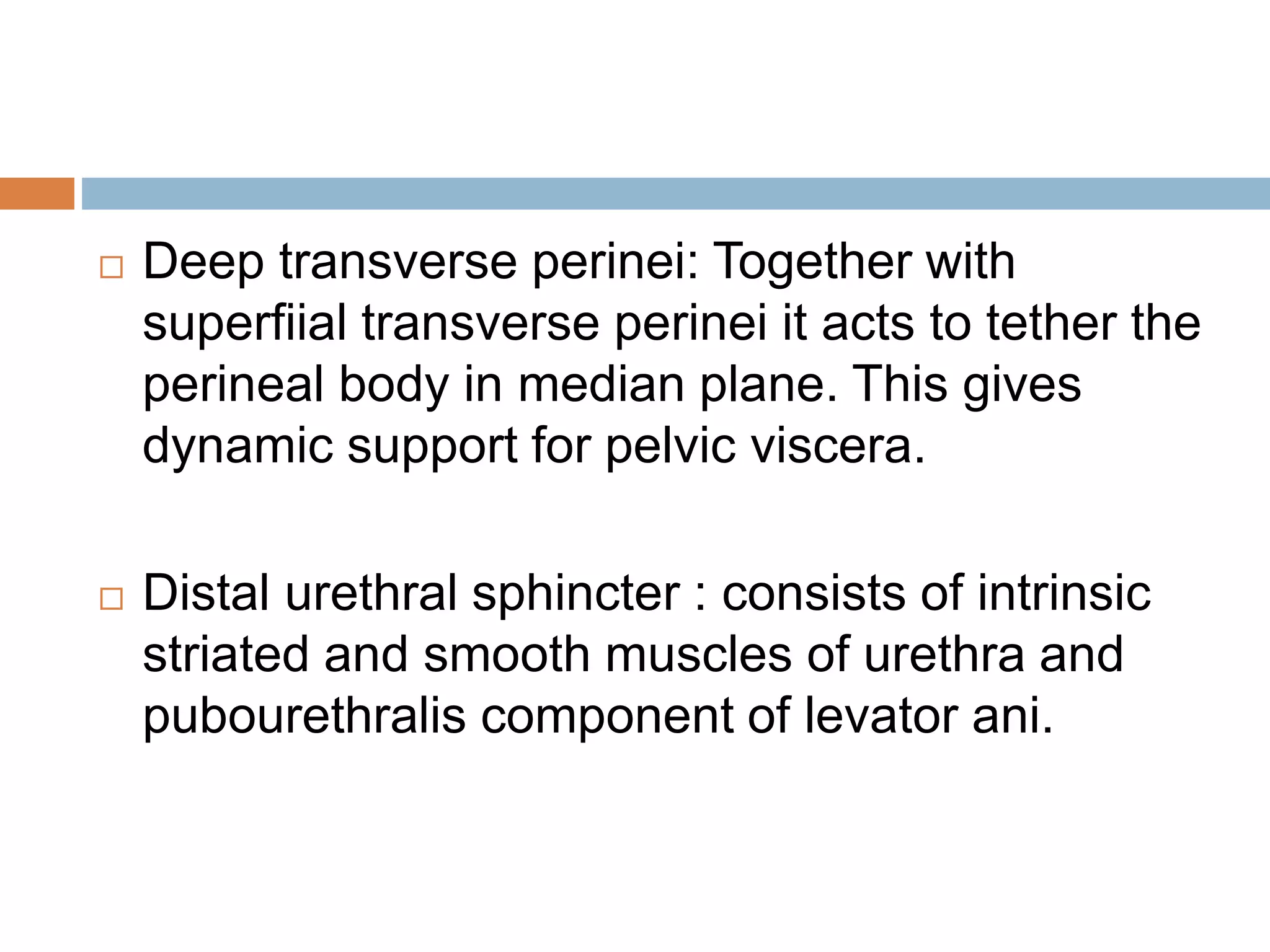 Anatomy of pelvic floor,perineum,perineal pouches and its fascia | PPTX