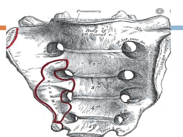 Anatomy of pelvic floor,perineum,perineal pouches and its fascia | PPTX