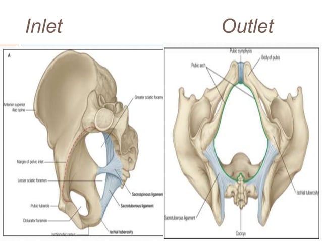 Anatomy of pelvic floor,perineum,perineal pouches and its fascia | PPTX