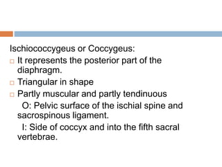 Anatomy of pelvic floor,perineum,perineal pouches and its fascia | PPTX