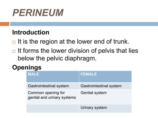 Anatomy of pelvic floor,perineum,perineal pouches and its fascia | PPTX