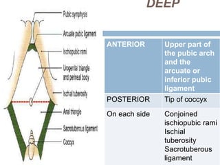 Anatomy of pelvic floor,perineum,perineal pouches and its fascia | PPTX