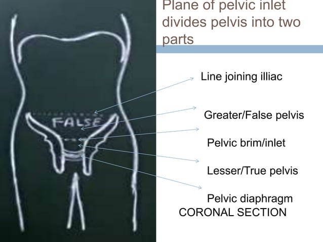 Anatomy of pelvic floor,perineum,perineal pouches and its fascia | PPTX