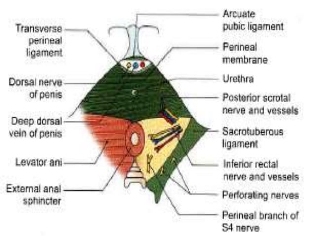 Anatomy of pelvic floor,perineum,perineal pouches and its fascia