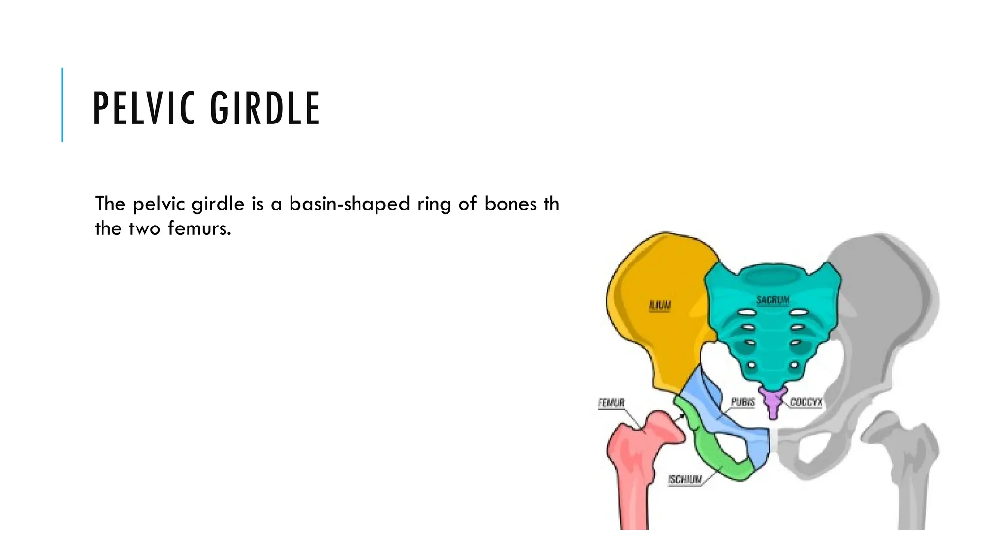 anatomy of pelvis, perineum and pelvic diaphragm.pptx