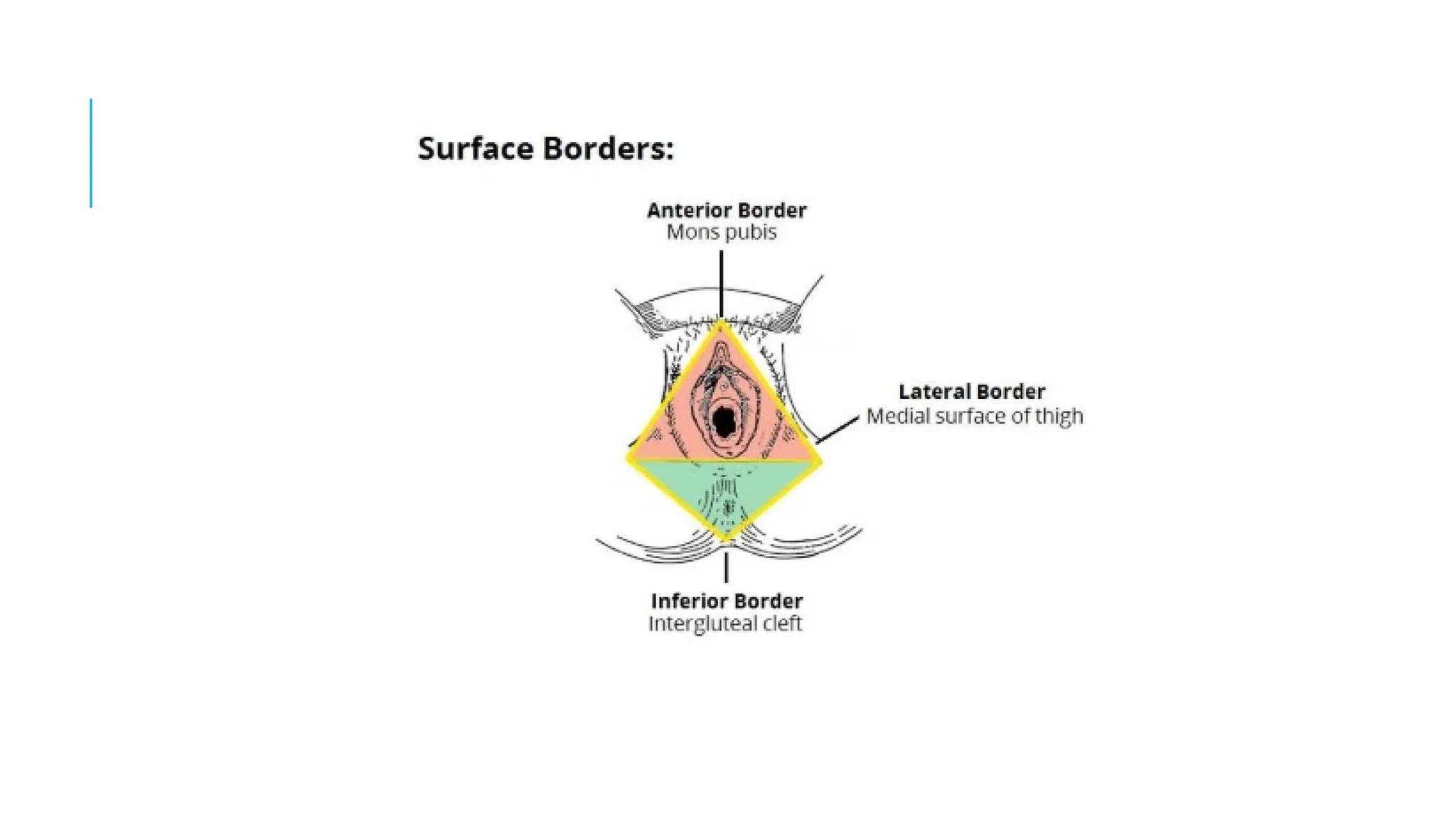 anatomy of pelvis, perineum and pelvic diaphragm.pptx