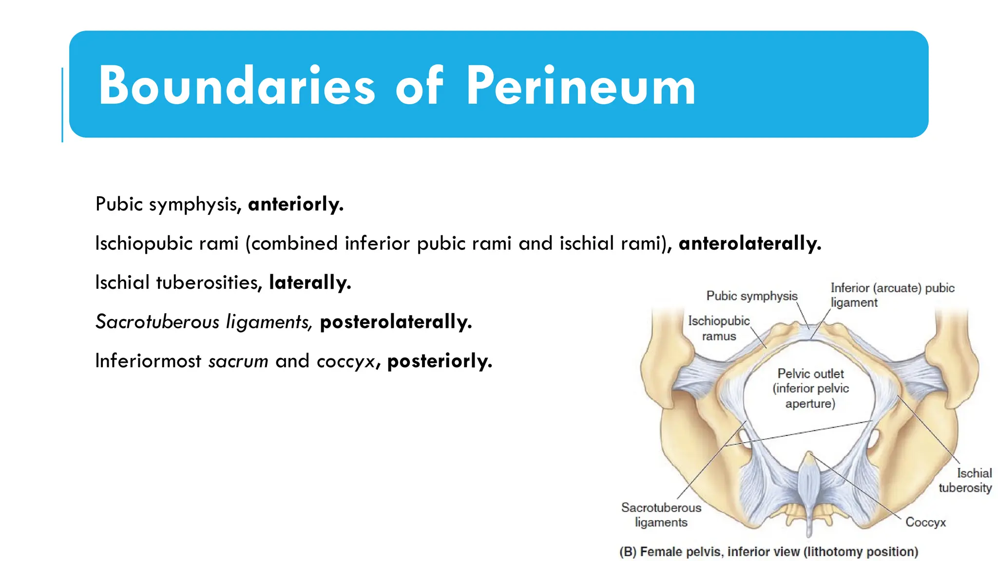 anatomy of pelvis, perineum and pelvic diaphragm.pptx
